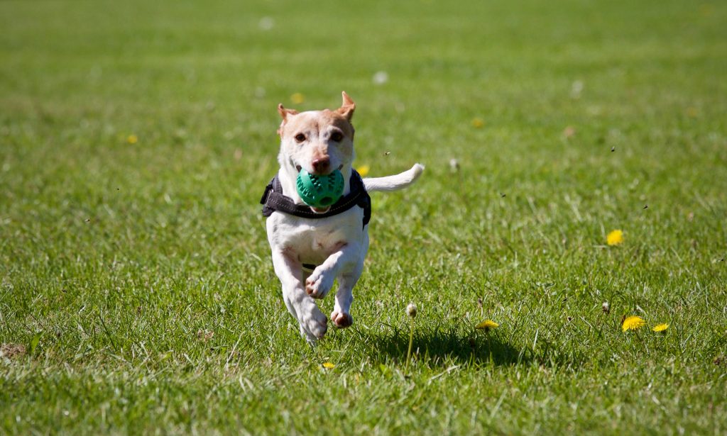 Entrenamiento canino para canicross: sal a correr con tu perro | Wakyma