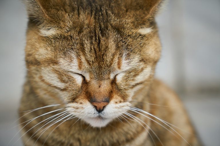 Estrés felino: 7 cosas que estresan a tu gato | Wakyma