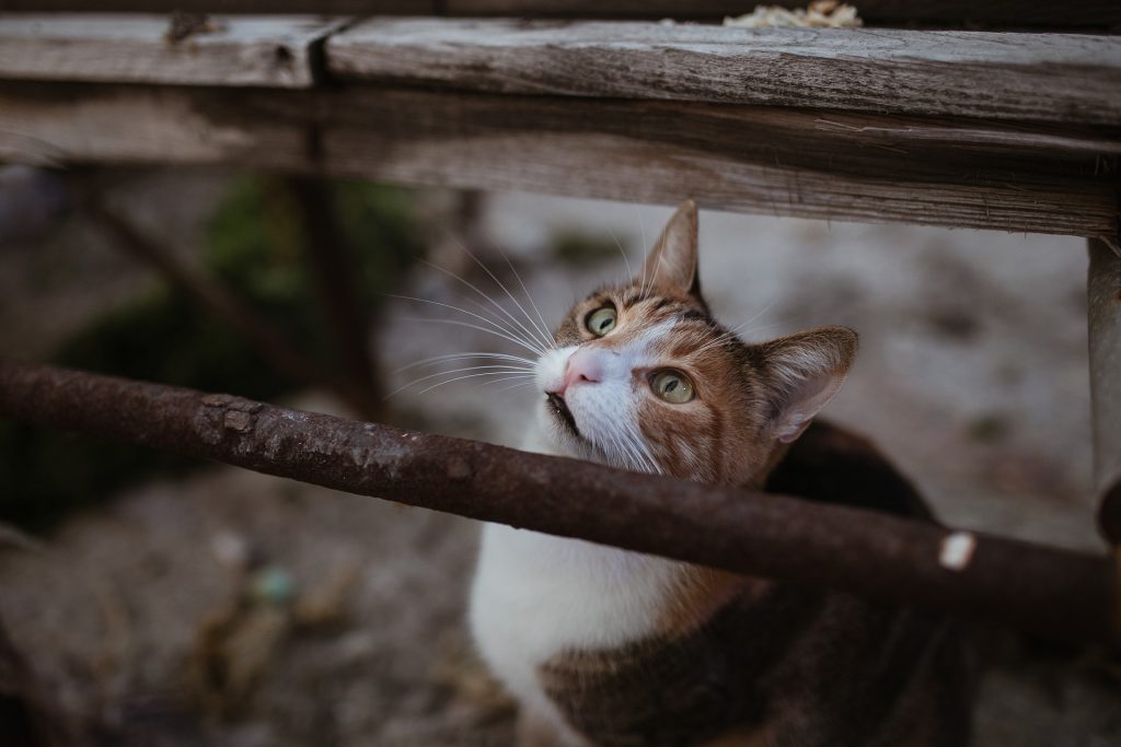 SIDA en gatos: todo lo que debes saber | Wakyma