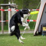 Te lo contamos TODO sobre el Perro Shar Pei, ¡descúbrelo! | Wakyma