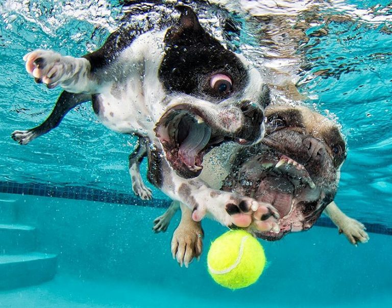 Perros bajo el agua: las fotografías más divertidas de perros nadando