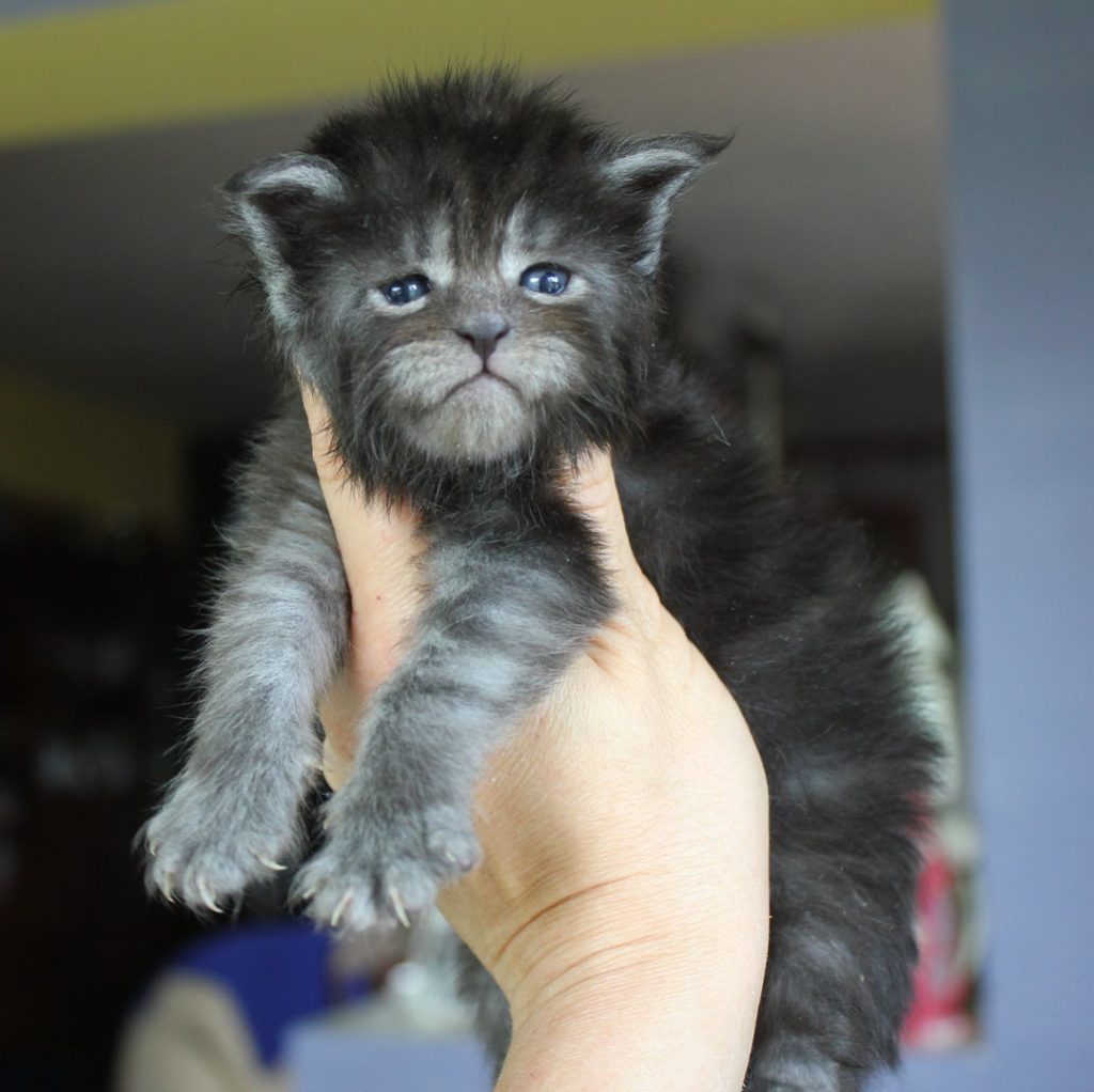 El gato con cara humana que causa sensación en Internet