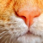 Mi gato sangra por la nariz: todo sobre la hemorragia nasal en gatos