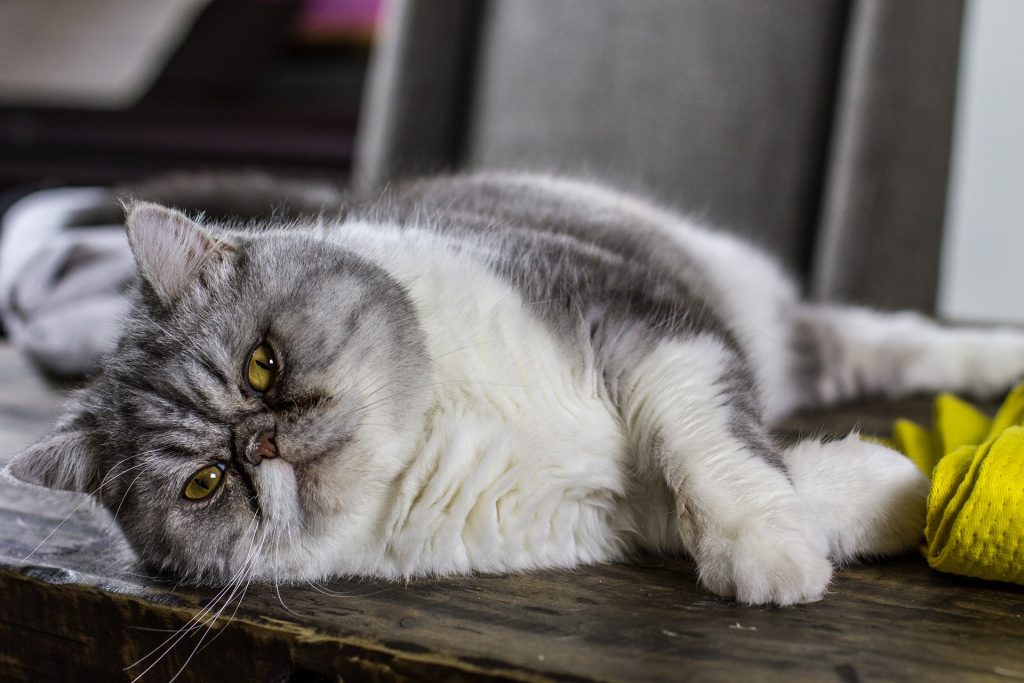 Apareamiento en gatos o apareamiento felino | Wakyma
