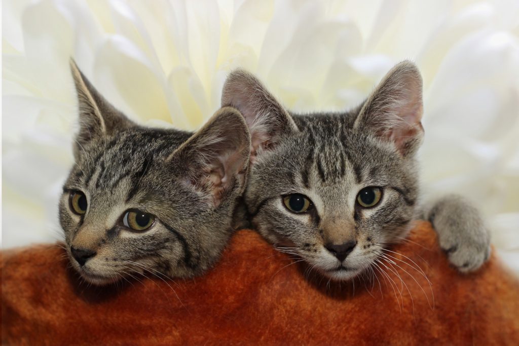 Cómo hacer que dos gatos se lleven bien | Wakyma