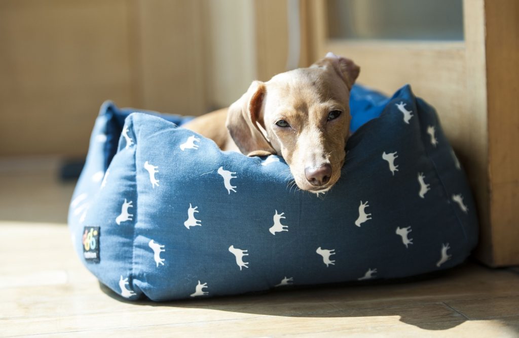 Cómo mantener a tu perro limpio sin bañarlo | Wakyma