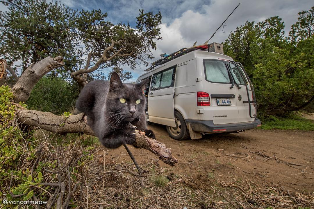 Este joven lleva 3 años y medio viajando con su gato en caravana