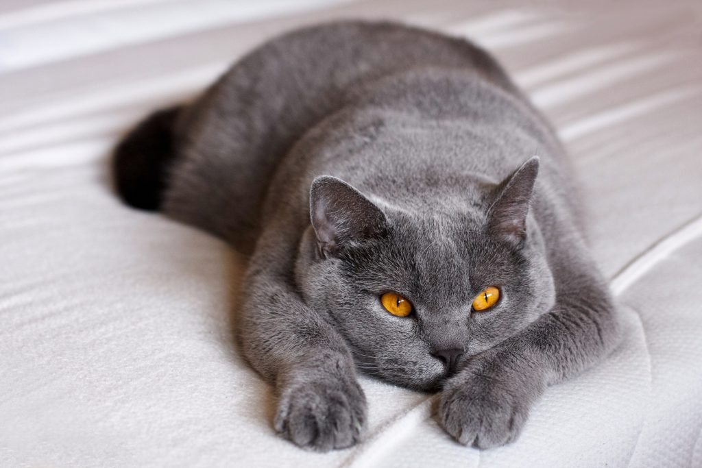 Las 7 mejores razas de gatos para tener en casa | Wakyma
