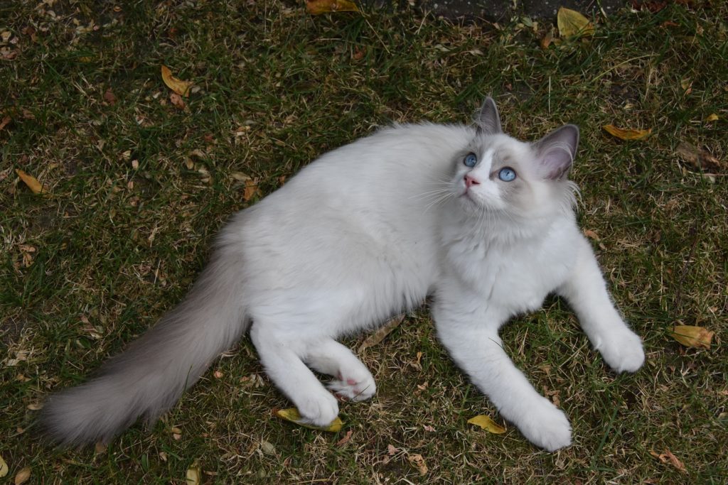 Las 7 mejores razas de gatos para tener en casa | Wakyma