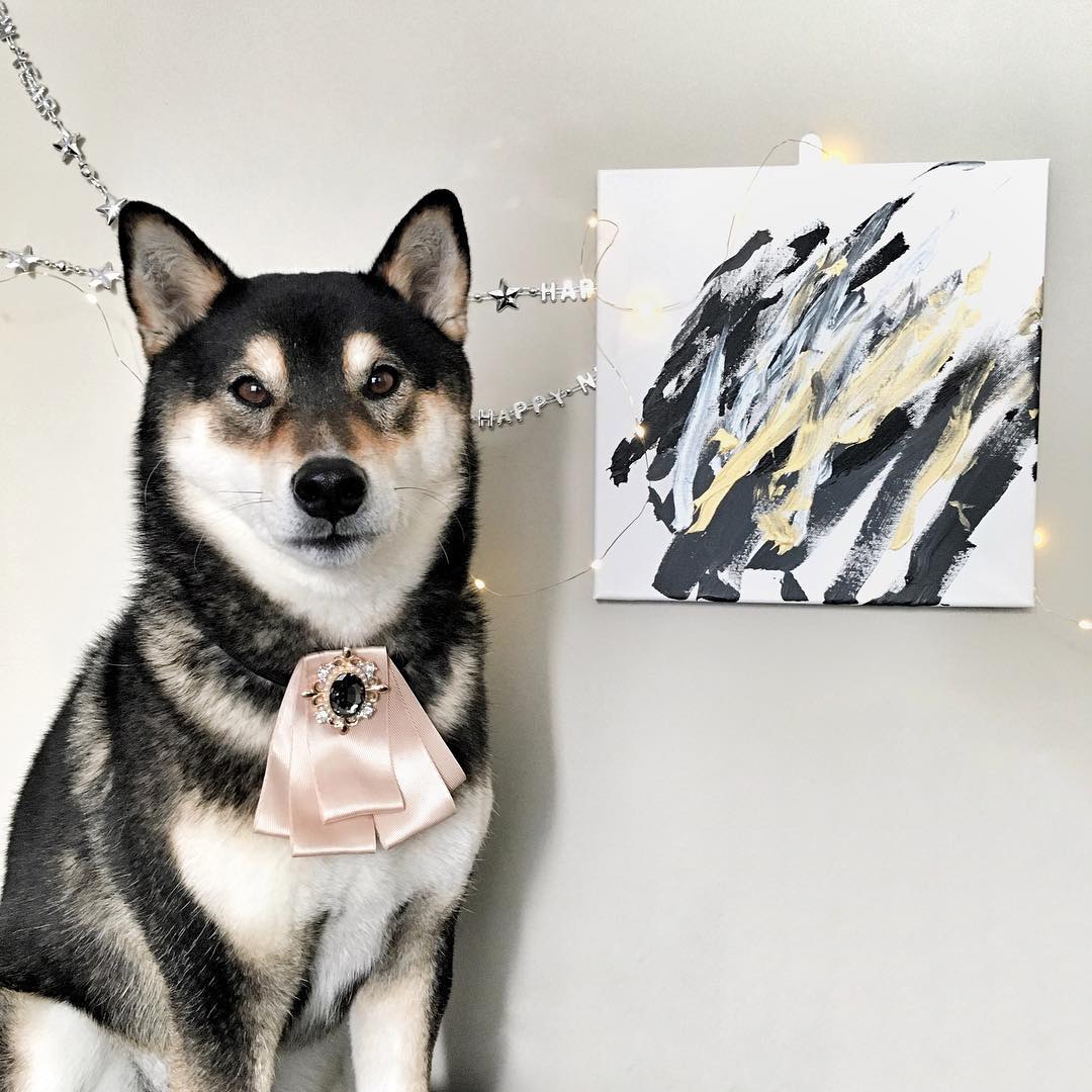 Conoce a Hunter, el simpático perro pintor | Wakyma
