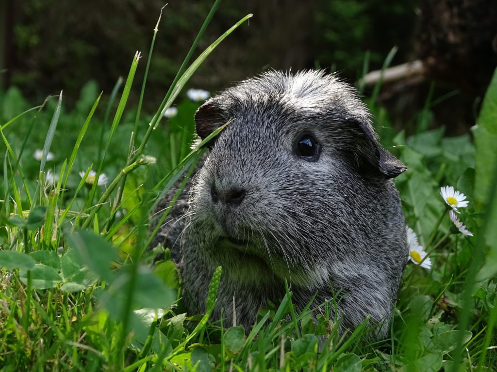 Cobaya agouti: descubre a esta preciosa desconocida