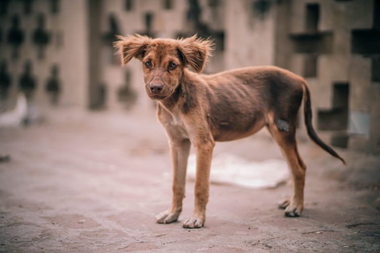 ¿Cuáles son los síntomas del moquillo en perros? | Wakyma