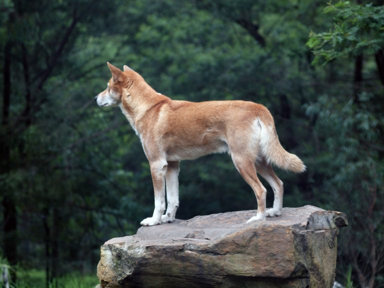 Dingo australiano: ¡conoce a esta increíble especie!