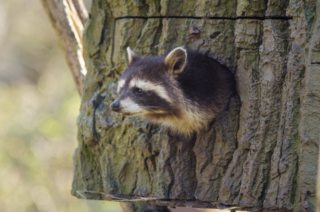 Mascotas invasoras: un peligro que hay que controlar