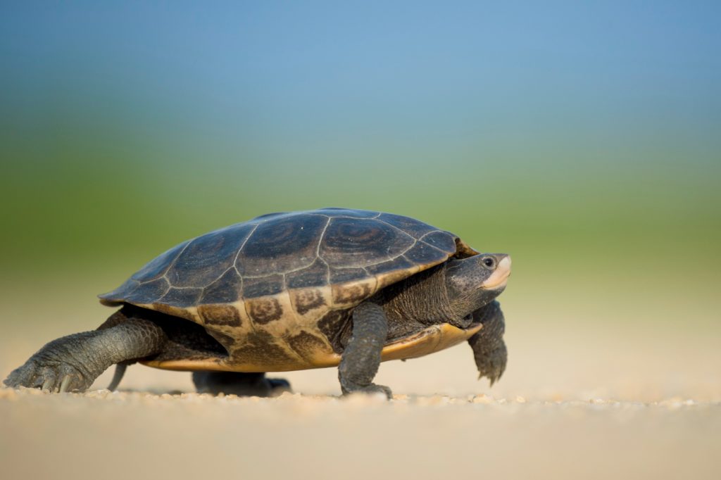 Conoce las enfermedades del caparazón de las tortugas más frecuentes