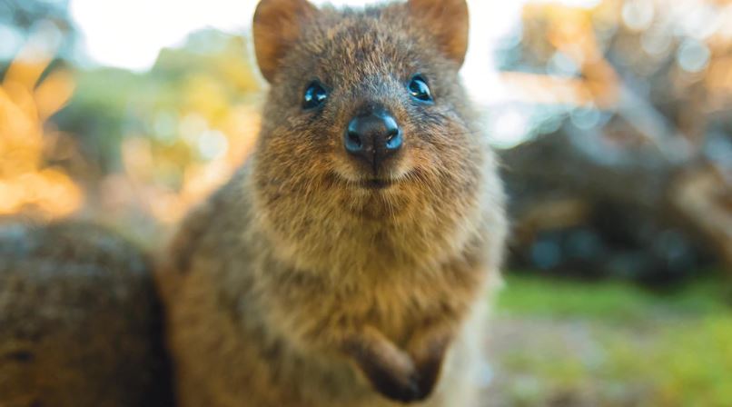 Este es el quokka, ¡el animal más feliz del mundo! | Wakyma