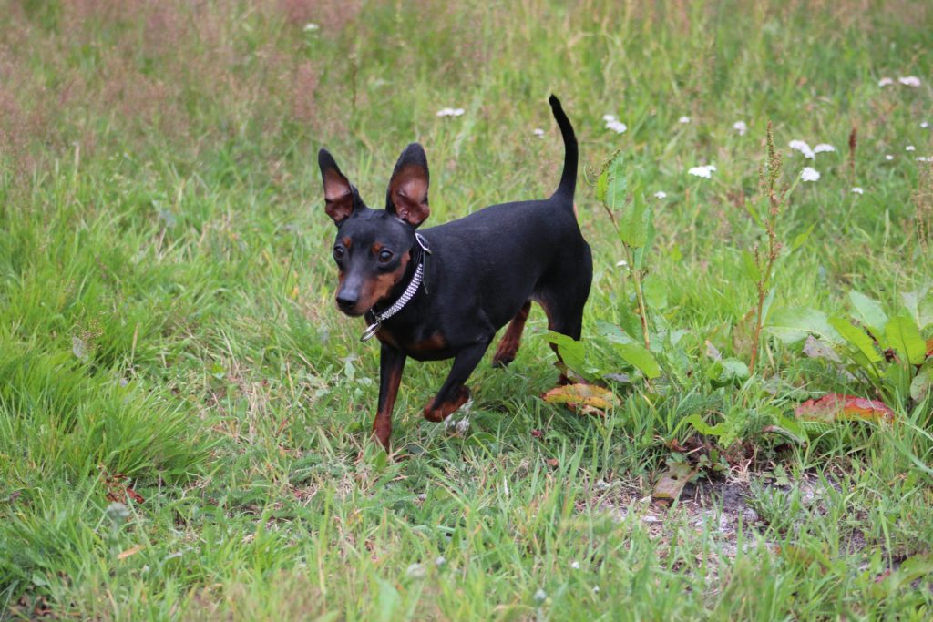 Pinscher miniatura: una preciosa versión reducida del Pinscher alemán