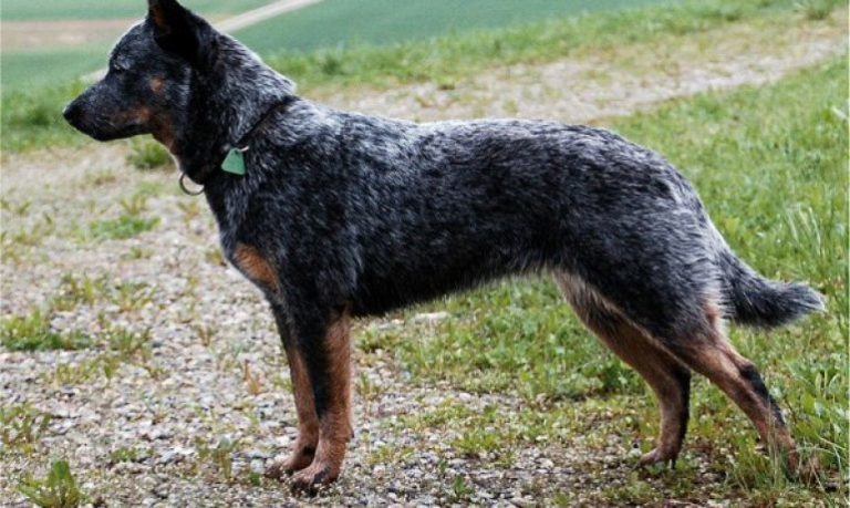 ¡Conoce a los mejores perros pastores que existen! | Wakyma