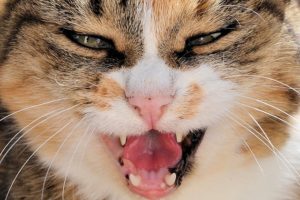 Mi gato tose, ¿qué le pasa? - Causas de la tos en gatos
