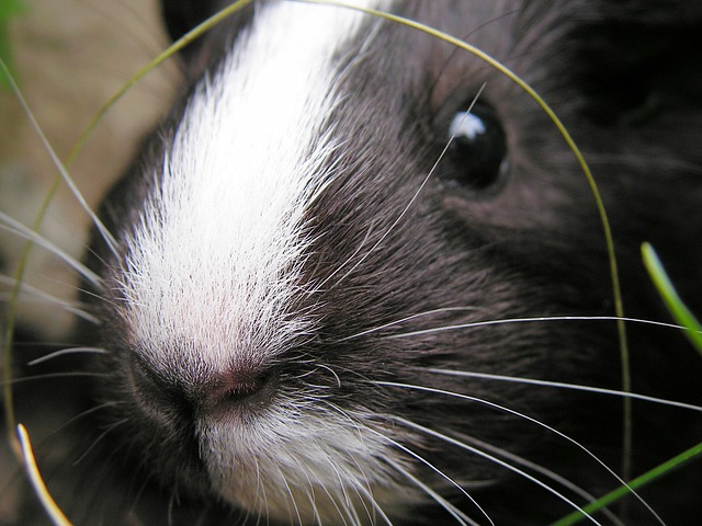 7 razones para tener una cobaya como mascota | Wakyma