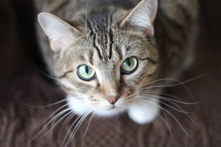 Asma en gatos: ¡todo lo que debes saber! | Wakyma