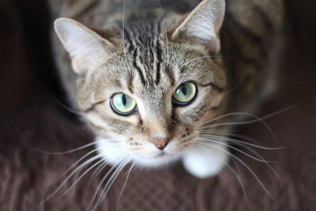 Asma en gatos: ¡todo lo que debes saber! | Wakyma