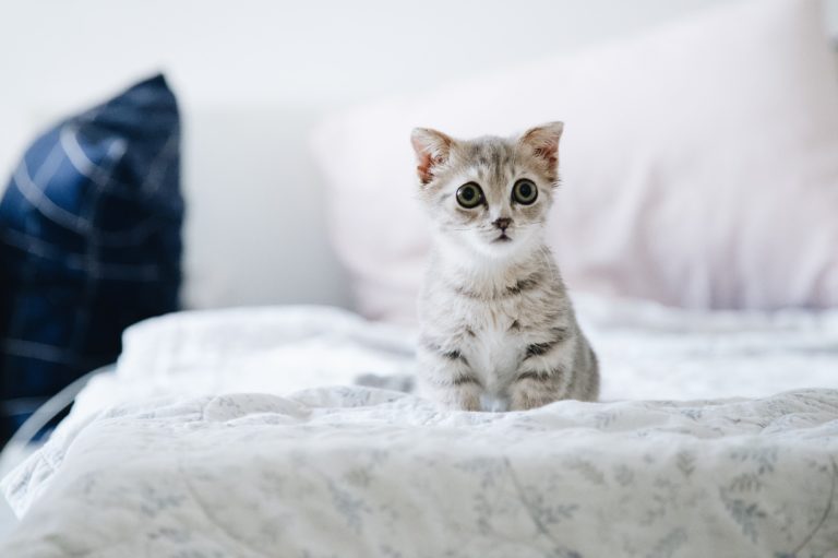 Asma en gatos: ¡todo lo que debes saber! | Wakyma
