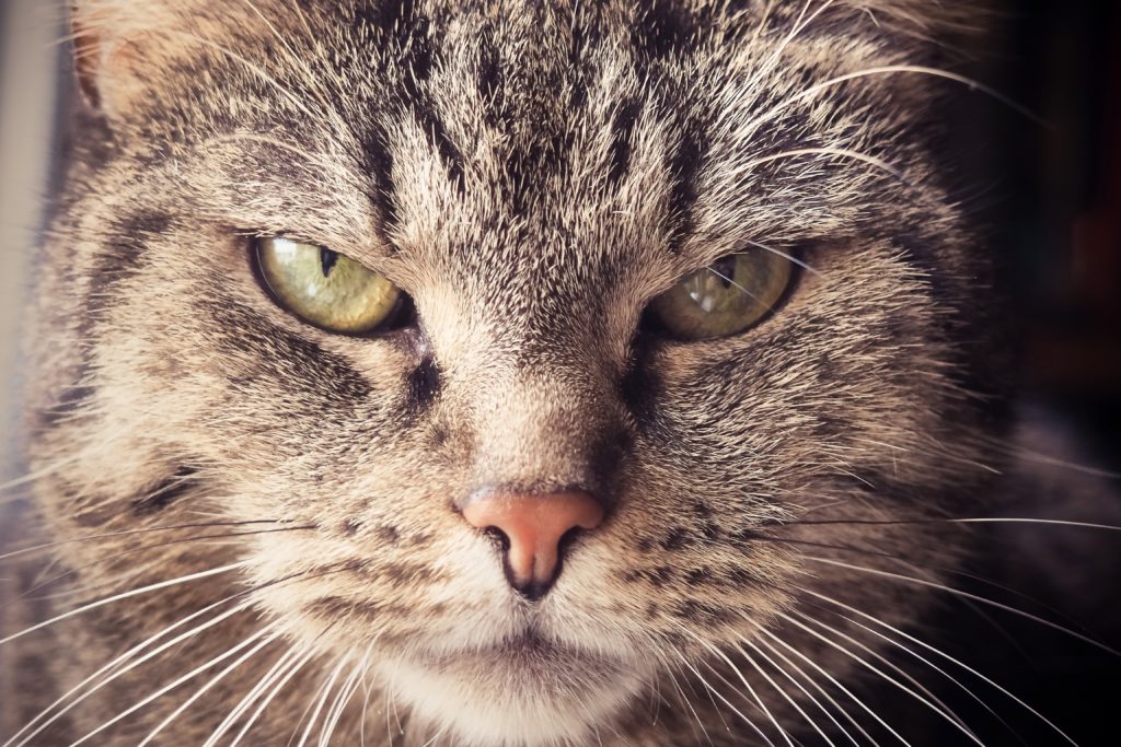 Síntomas del estrés en gatos: averigua si tu gato está estresado