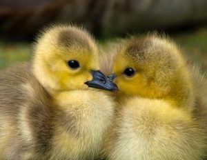 Tener un pato como mascota: todo lo que debe saber