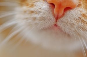 Mi gato sangra por la nariz: todo sobre la hemorragia nasal en gatos