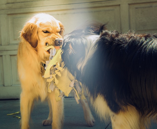 Mi perro tiene ansiedad: ¿cuáles pueden ser las causas?