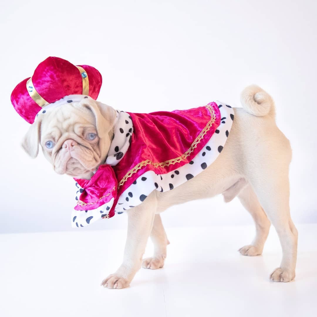 Conoce a Milkshake, ¡el Pug rosado que triunfa en Instagram!