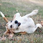 Ataxia en gatos: qué es, síntomas y tratamiento | Wakyma