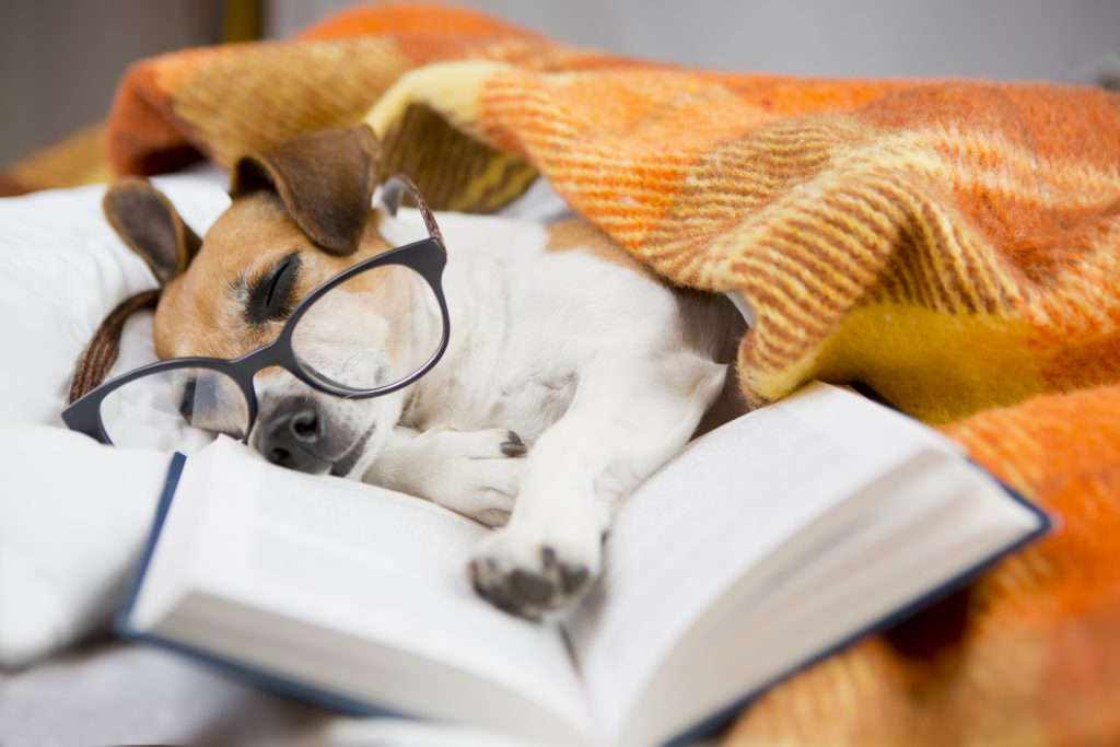 Libros con animales como protagonistas | Wakyma