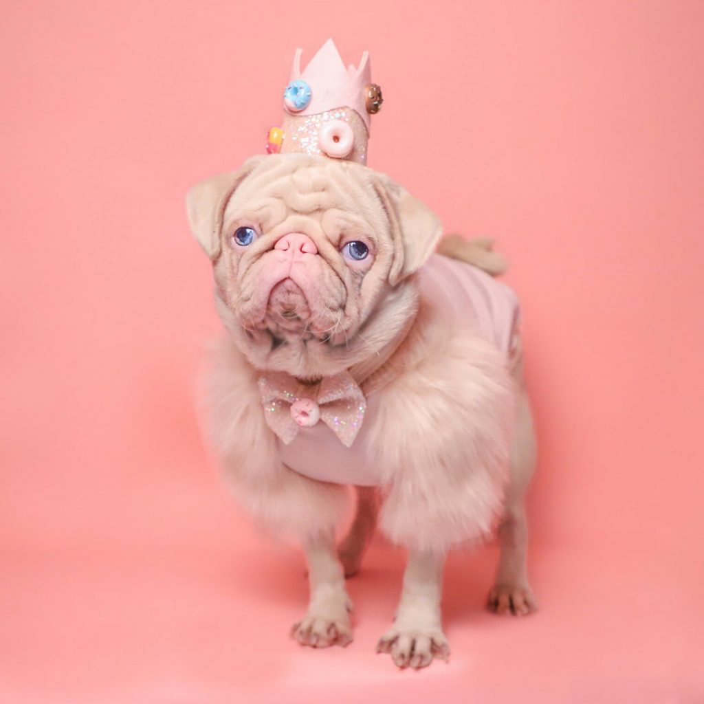 Conoce a Milkshake, ¡el Pug rosado que triunfa en Instagram!