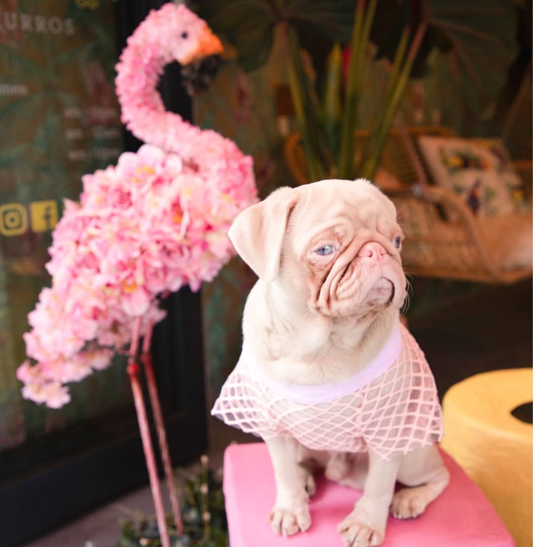 Conoce a Milkshake, ¡el Pug rosado que triunfa en Instagram!