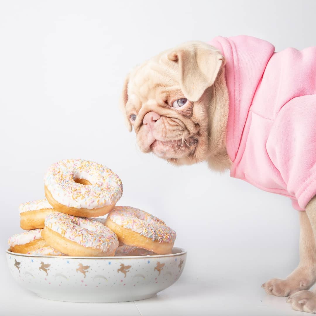 Conoce a Milkshake, ¡el Pug rosado que triunfa en Instagram!