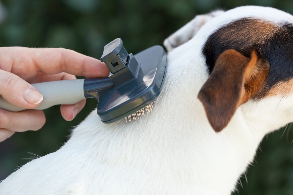 ¿Por qué mi perro tiene caspa? Descubre todos los motivos