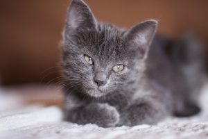 Ataxia en gatos: qué es, síntomas y tratamiento | Wakyma