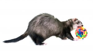 Cómo jugar con tu hurón: ¡diversión y seguridad! | Wakyma