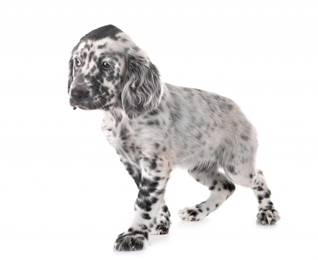 ¡Conoce al increíble perro Setter inglés! | Wakyma