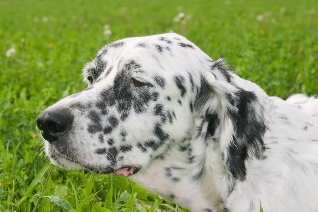 ¡Conoce al increíble perro Setter inglés! | Wakyma