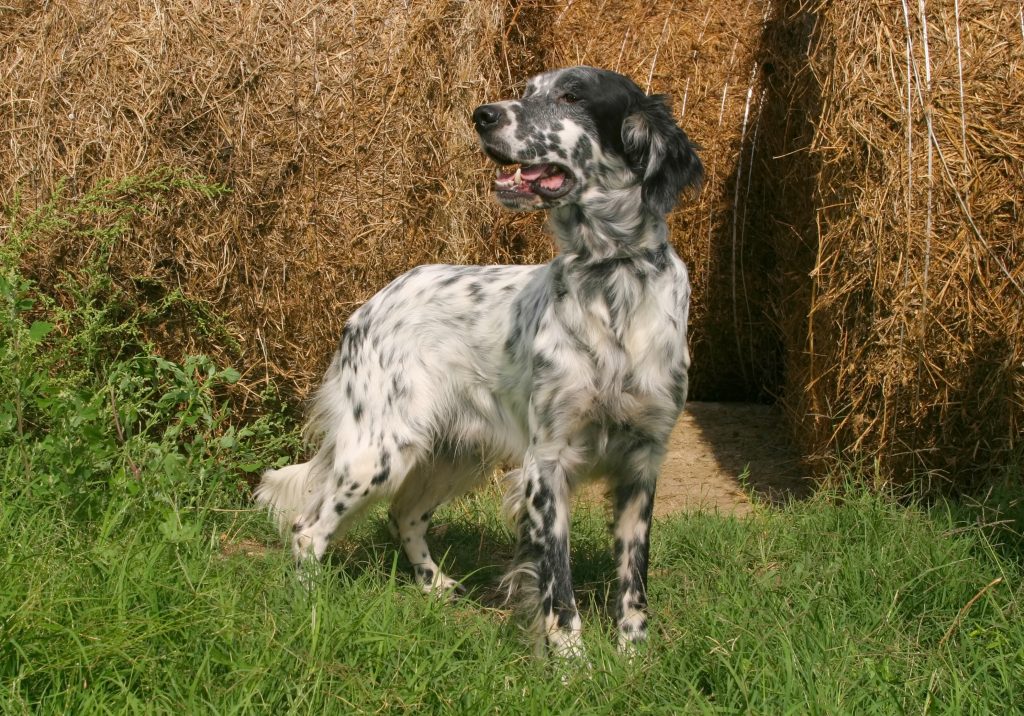 ¡Conoce al increíble perro Setter inglés! | Wakyma