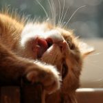 Mi gato tose, ¿qué le pasa? - Causas de la tos en gatos