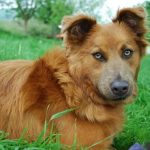 Descubre los tipos de camaleones que hay, ¡conócelos todos!