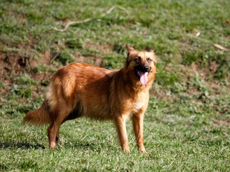 Perro pastor vasco: descubre a esta increíble raza en peligro de extinción