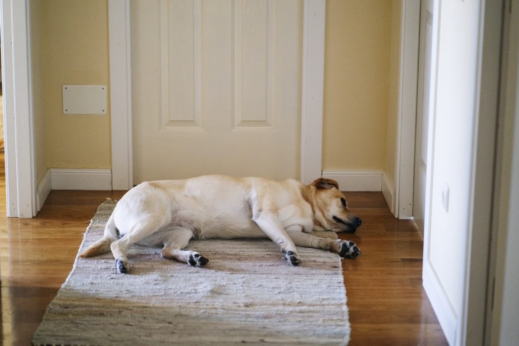 ¿Mi perro está aburrido? Todo sobre el aburrimiento en perros
