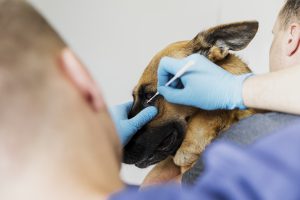 Ectropión en perros: qué es, síntomas y tratamiento