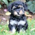 El perro Yorkiepoo o Yorkie Poo: conoce todo sobre esta novedosa raza