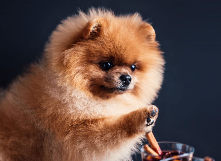 Canela y perros: ¿es buena para ellos o no? | Wakyma